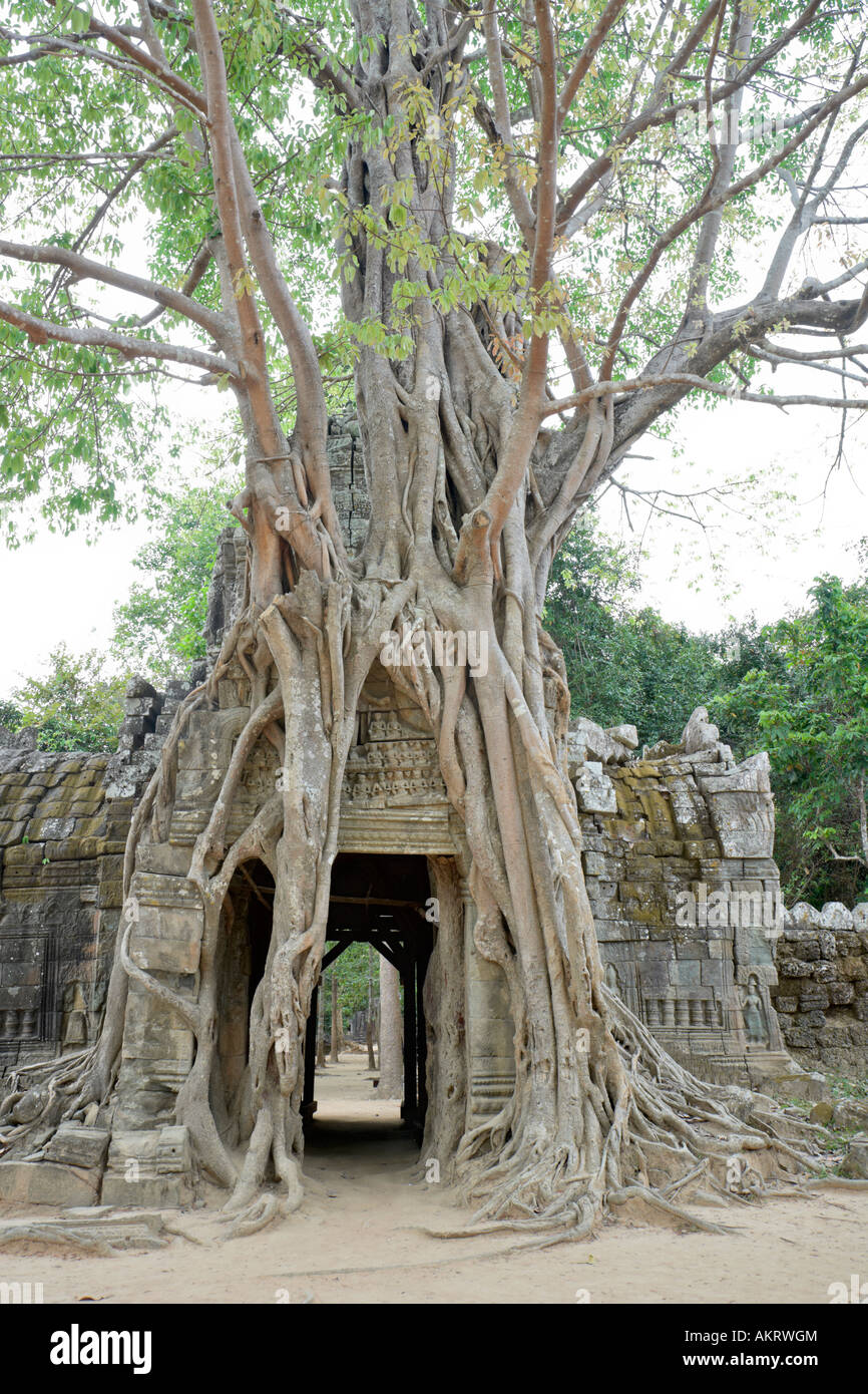 Strangler fig enveloping entry tower at Prasat Ta Som, Angkor, Cambodia ...