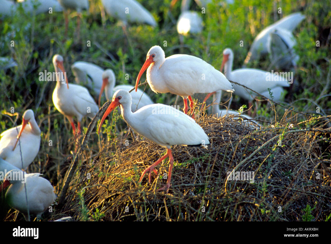 A flock of white Ibis feed at sunset near a small marsh in the ...