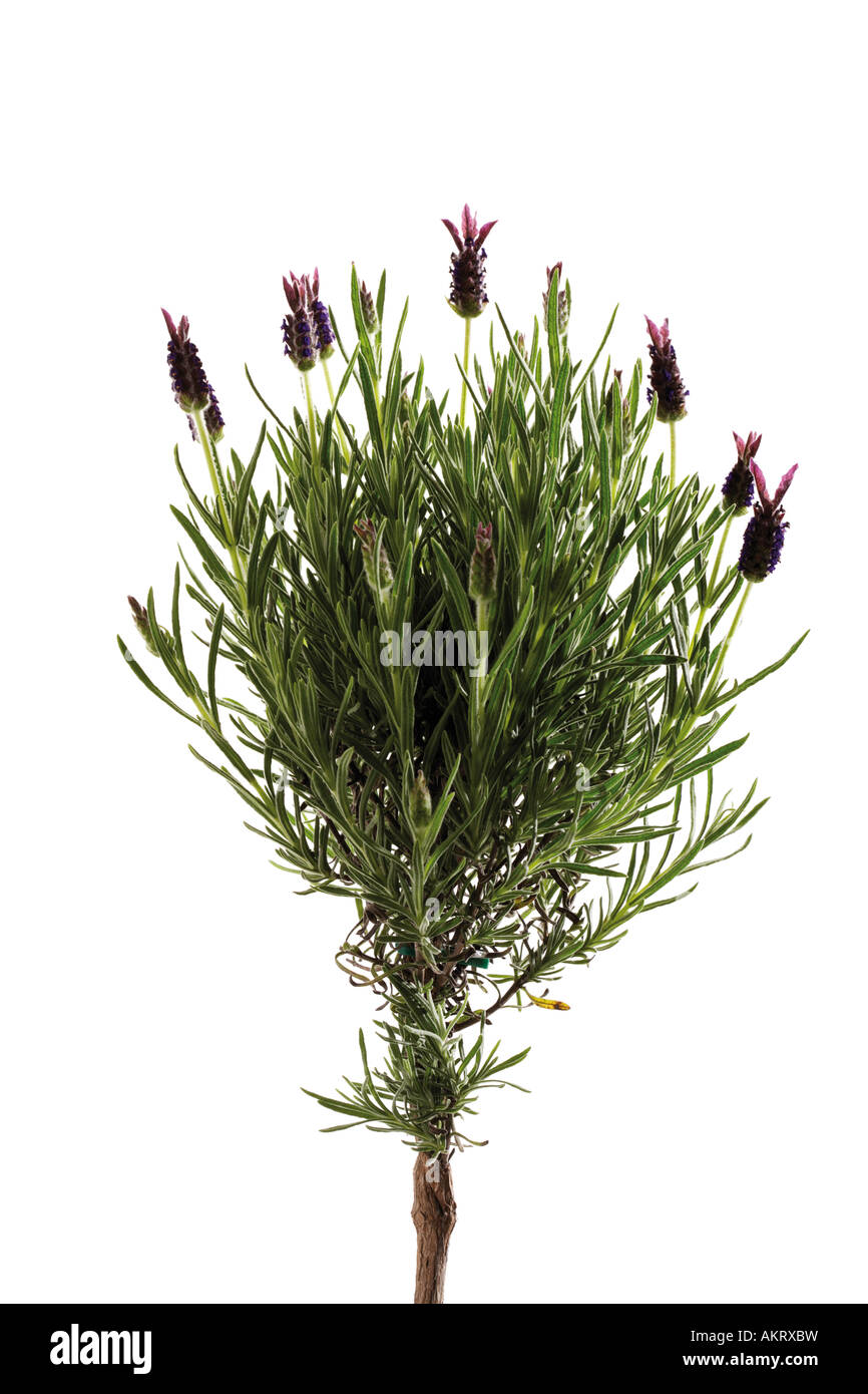 Topped Lavender, Lavandula stoechas, close-up Stock Photo - Alamy
