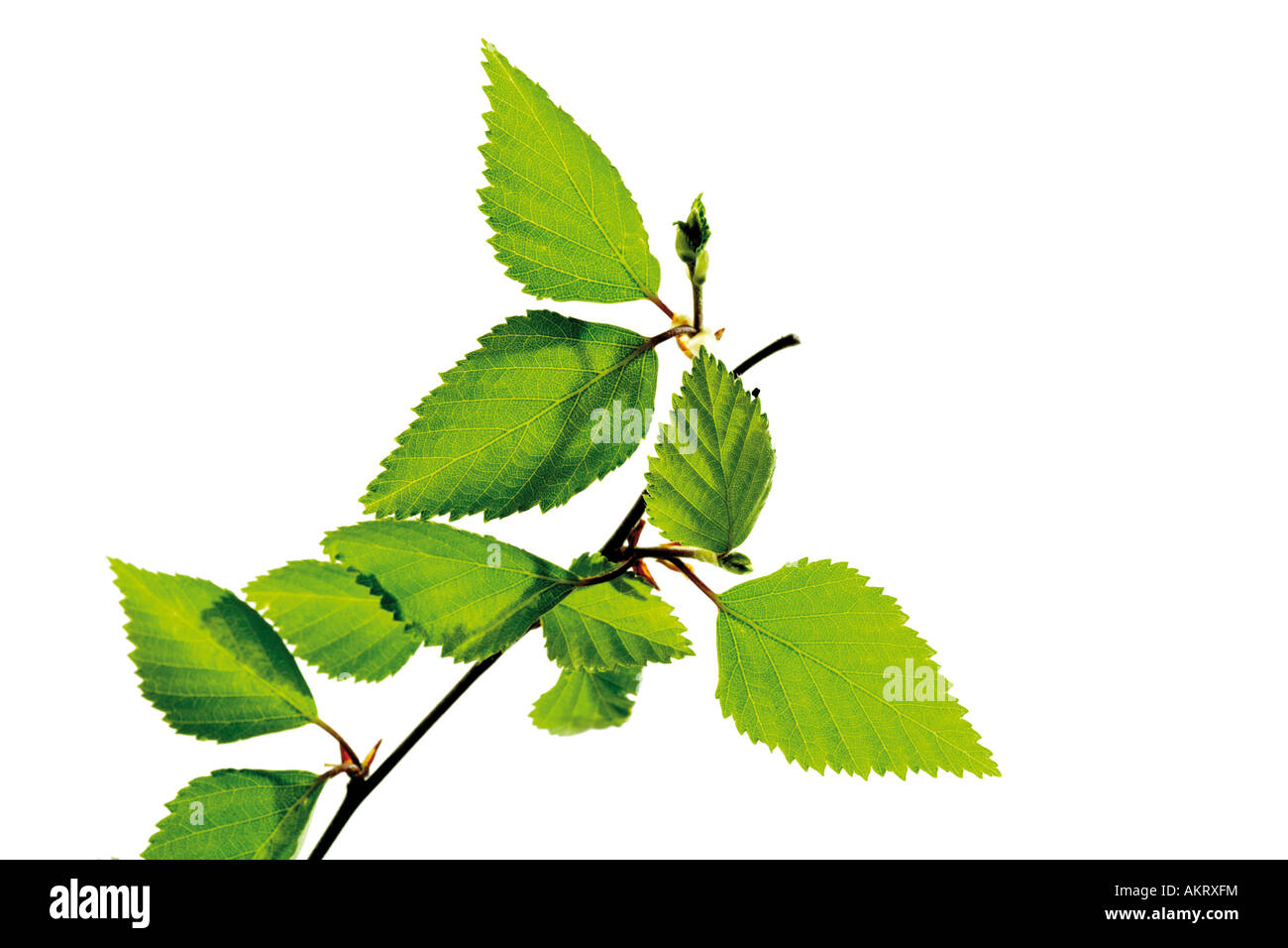 Birch tree leaf Cut Out Stock Images & Pictures - Alamy