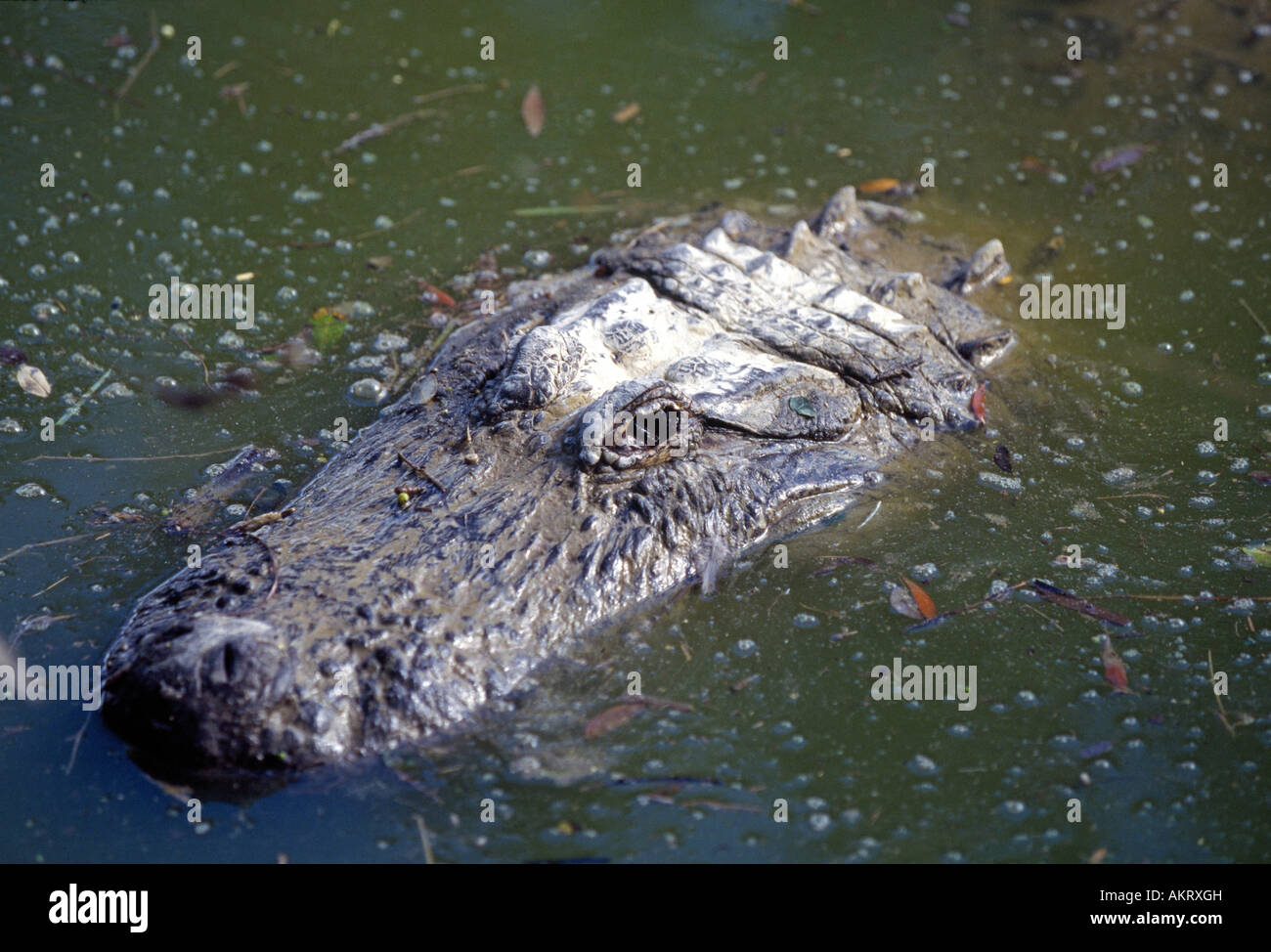 Florida alligator beach hi-res stock photography and images - Alamy