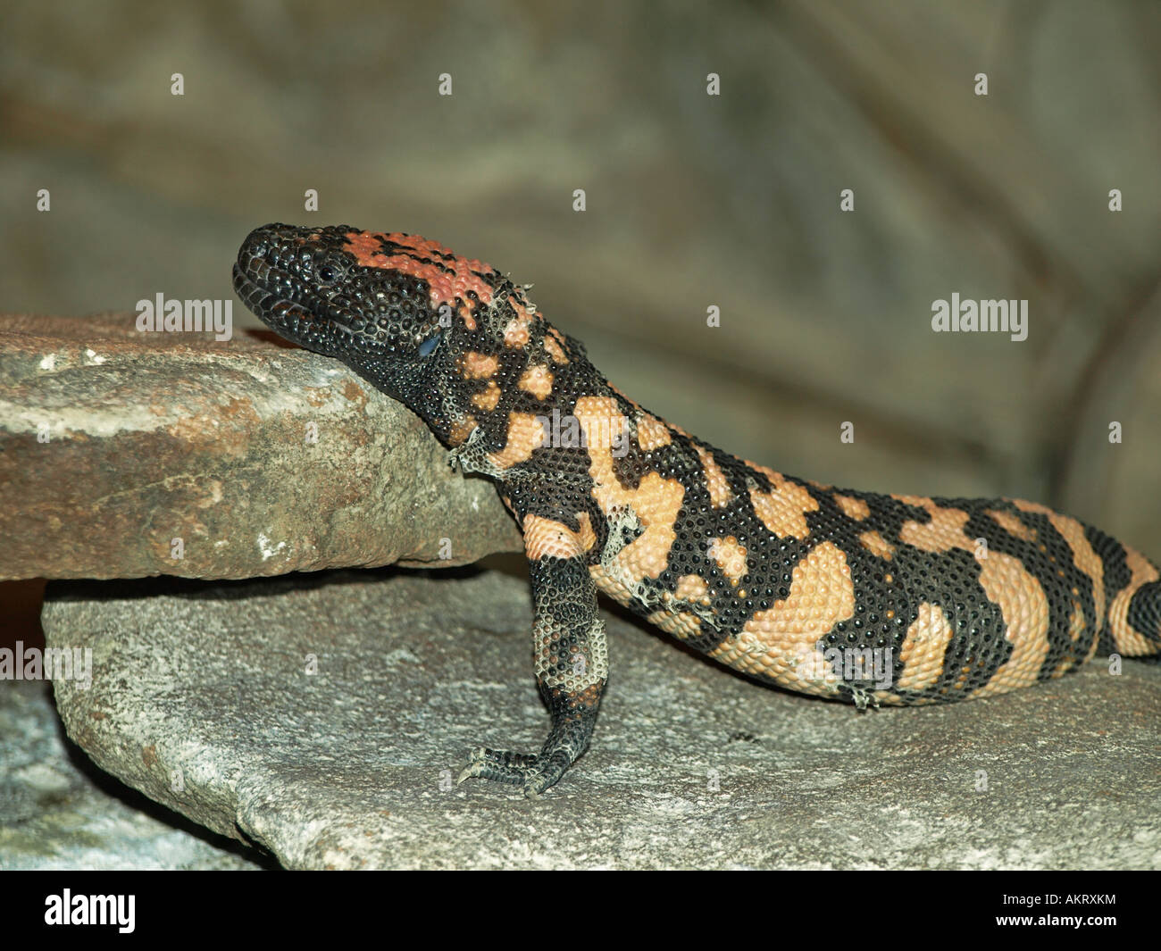 Portrait of a Gila Monster Heloderma suspectum a species of venomous ...