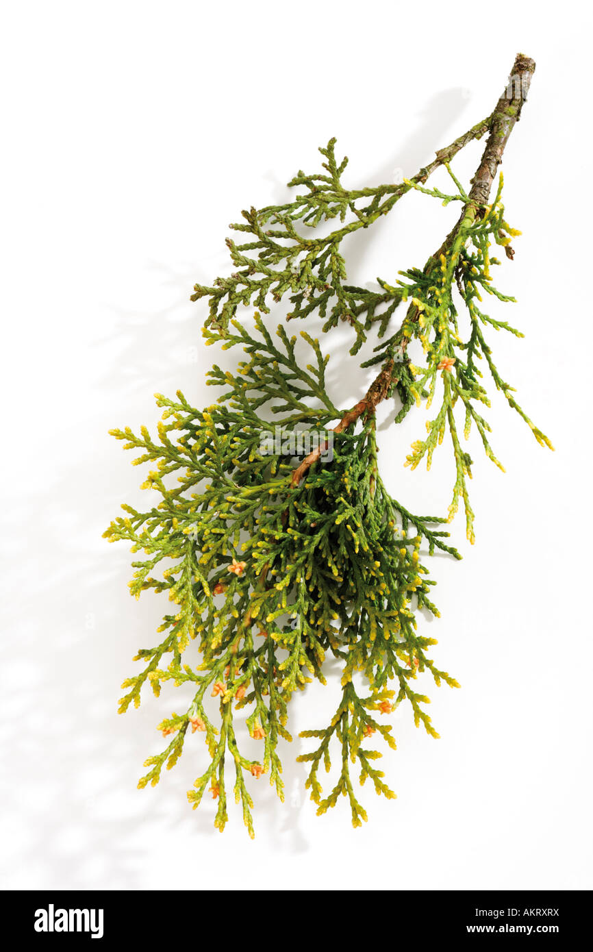 Branch of thuja tree (Thuja), close-up Stock Photo - Alamy