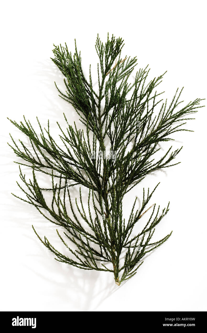 Redwood tree sequoioideae sequoia hi-res stock photography and images ... Redwood tree sequoioideae sequoia hi-res stock photography and images ...