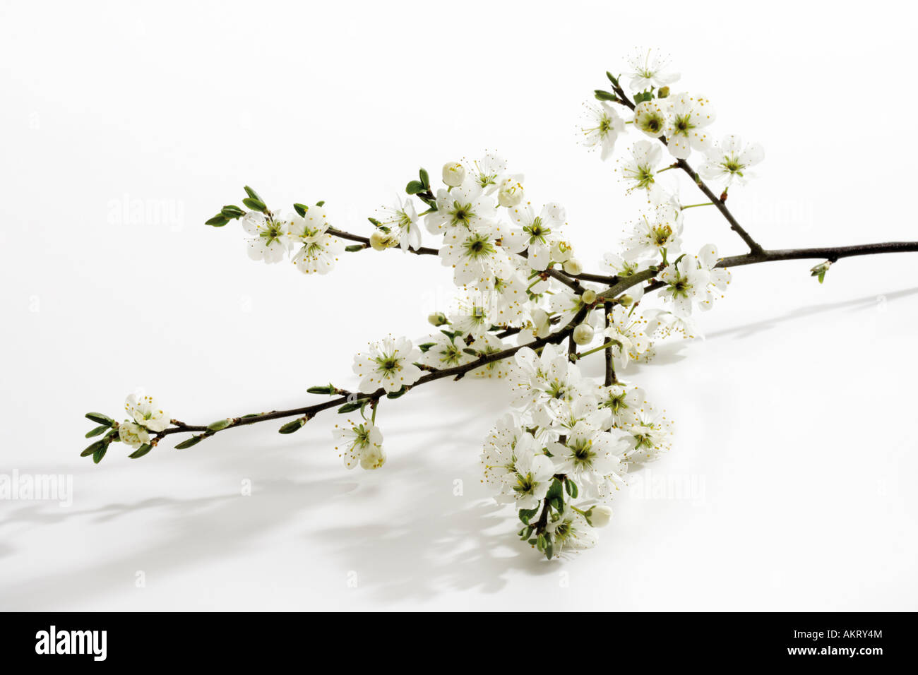 Crataegus hi-res stock photography and images - Alamy