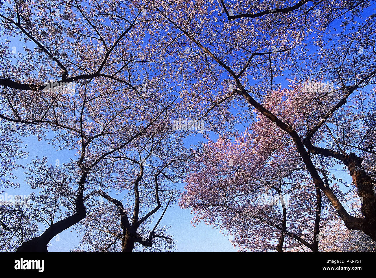 Cherry trees in bloom at the tidal basin in Washington, DC Stock Photo ...