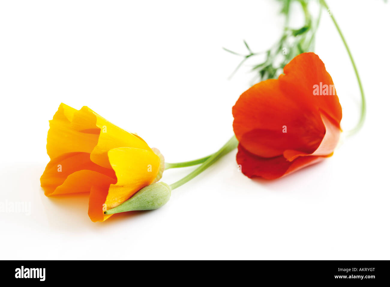 Red flowers corn poppy Cut Out Stock Images & Pictures - Alamy