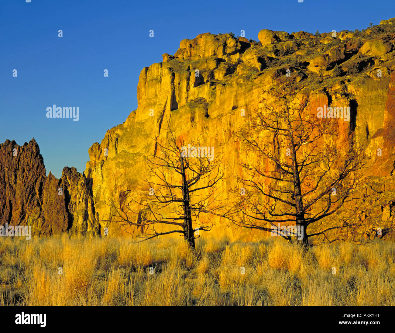 Dead trees from volcanic hi-res stock photography and images - Alamy