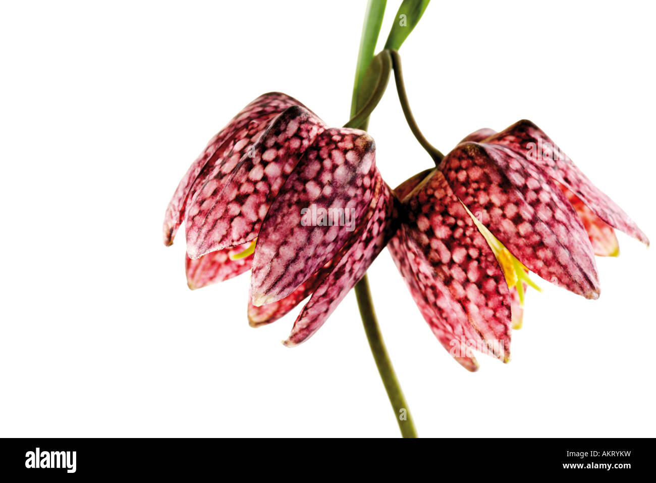 Checkered lily hi-res stock photography and images - Alamy