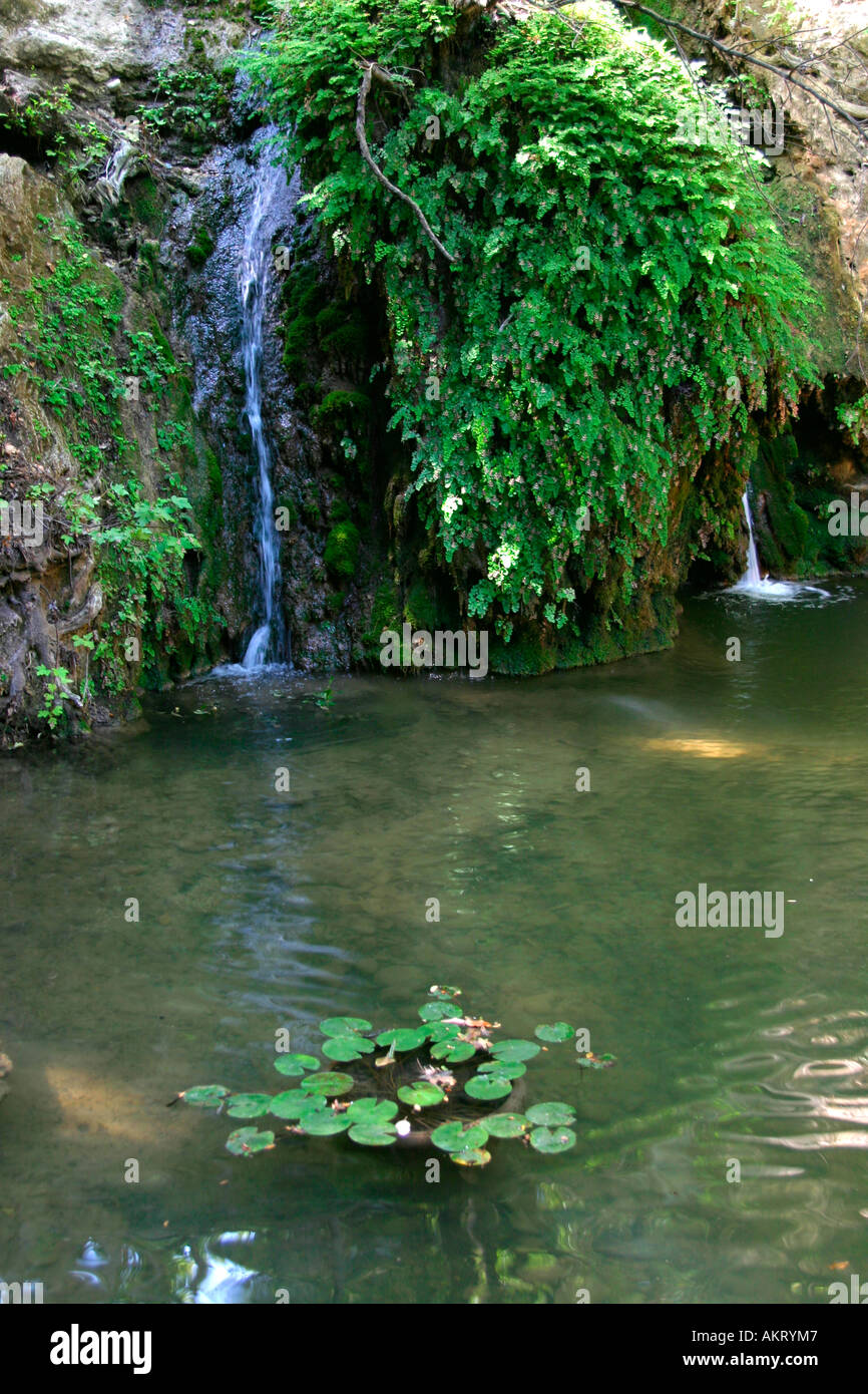 A detail of the Petaloudes valley, also called Valley of Butterflies ...