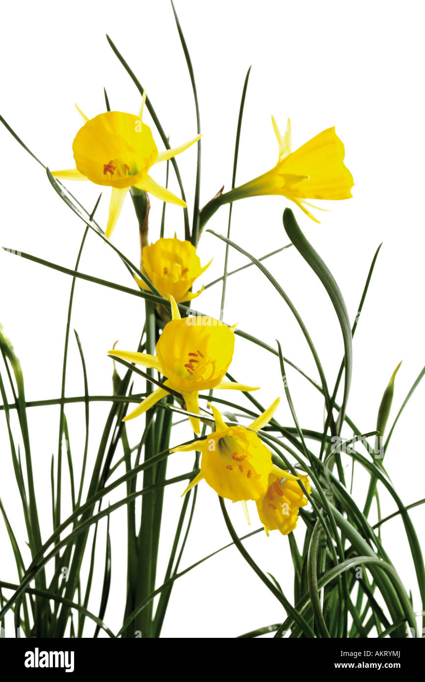 Daffodils close ups hi-res stock photography and images - Alamy