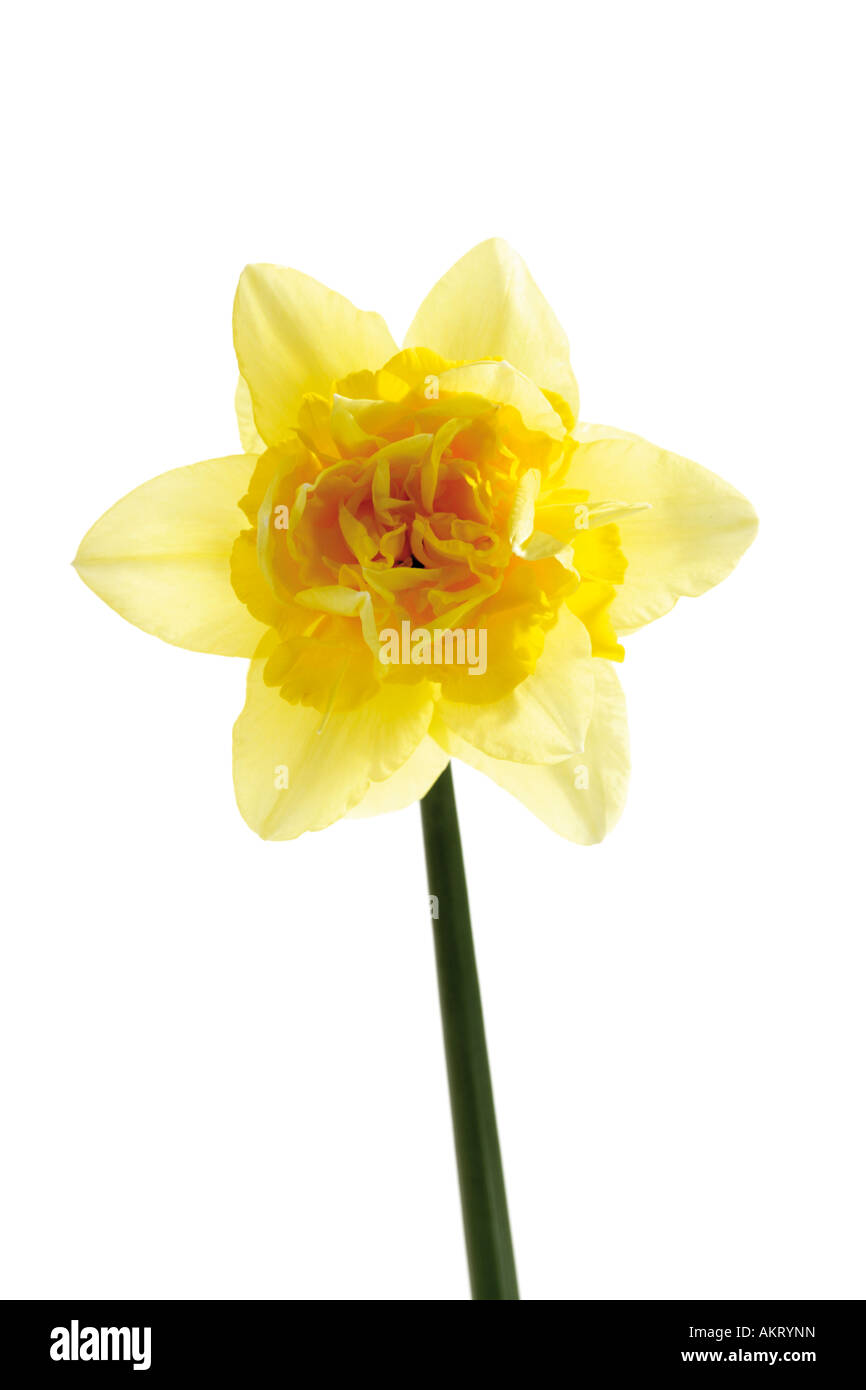 Daffodil close up hi-res stock photography and images - Alamy