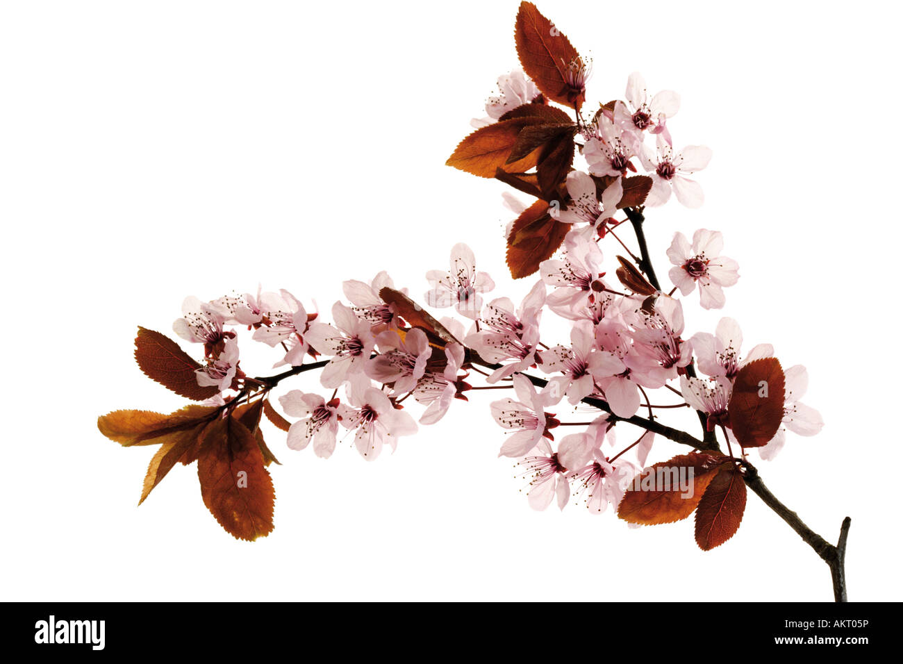 Cherry plum flowers, close-up Stock Photo - Alamy