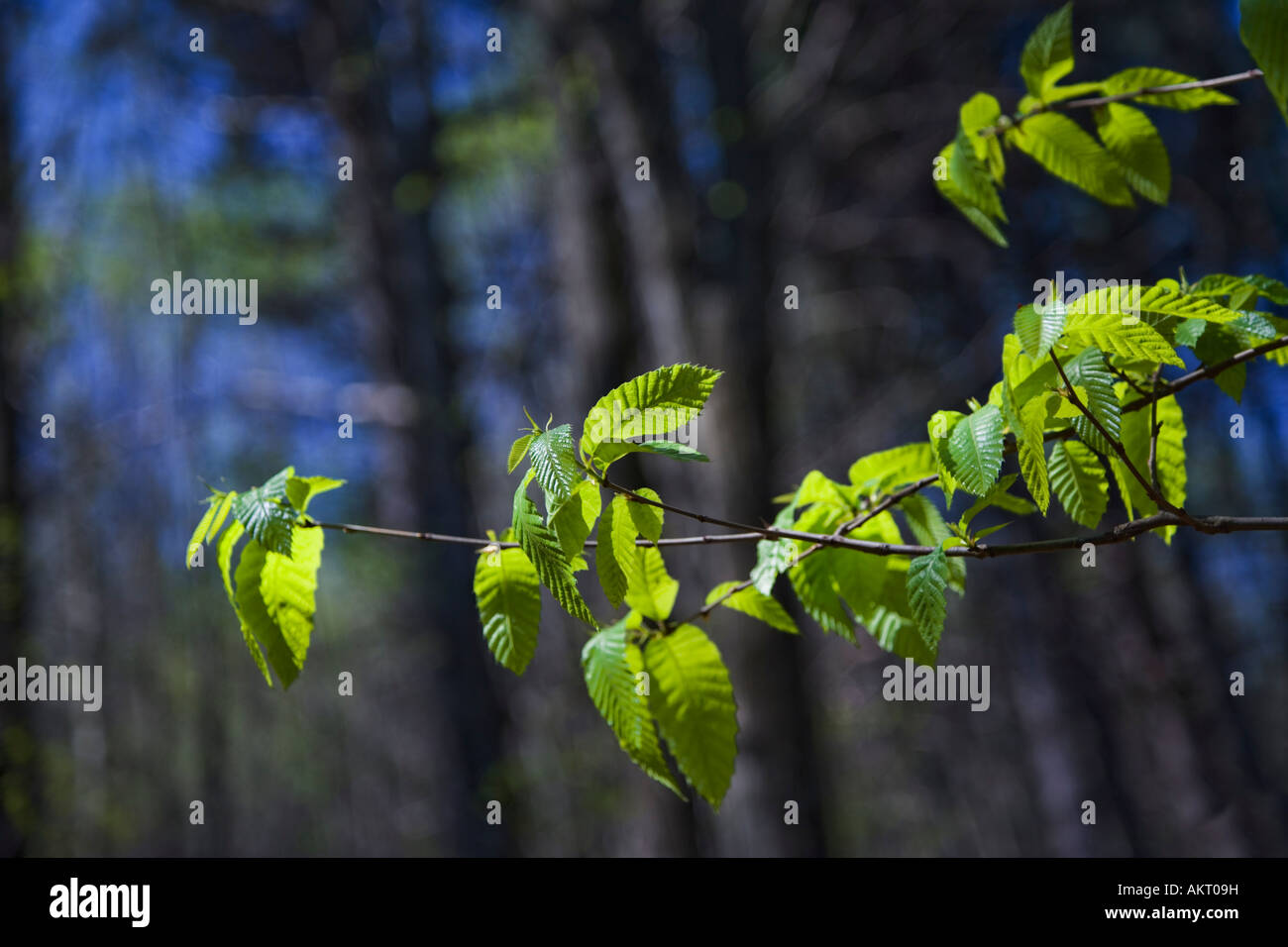 Shoots of growth hi-res stock photography and images - Alamy