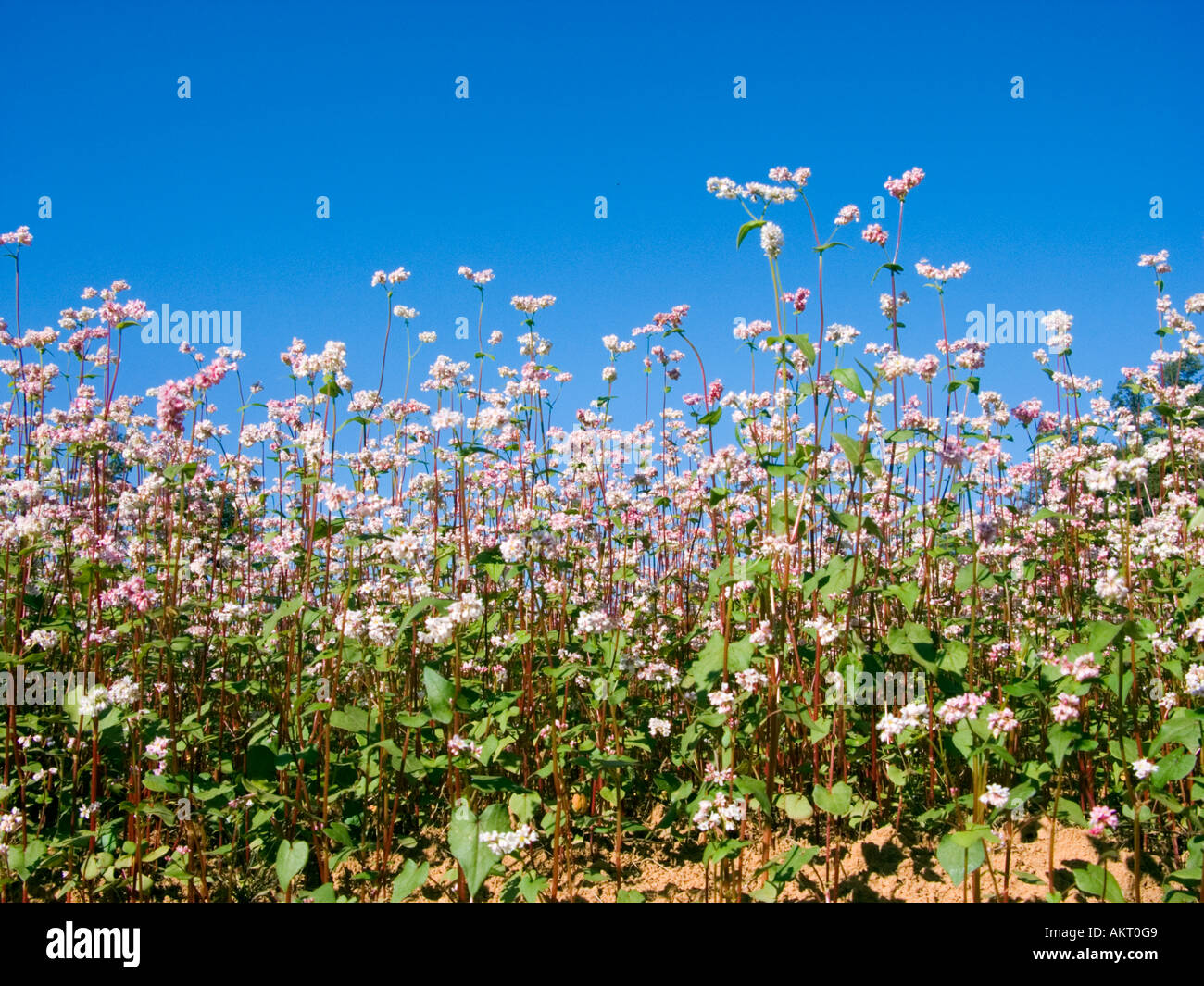 millet Hirse Sorghum FIELD blossom flowering flower NEPAL Asia near ...