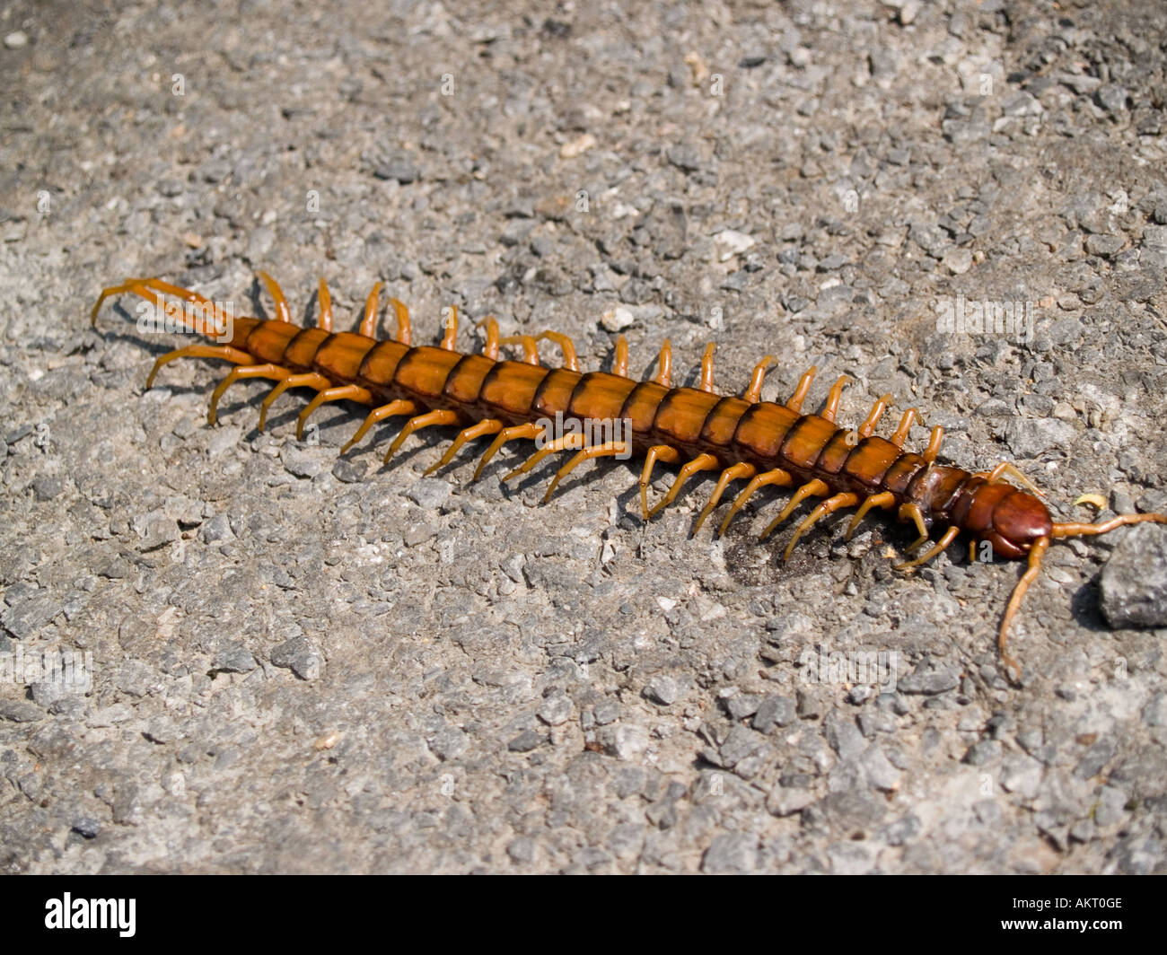 Centipedes bugs hi-res stock photography and images - Alamy