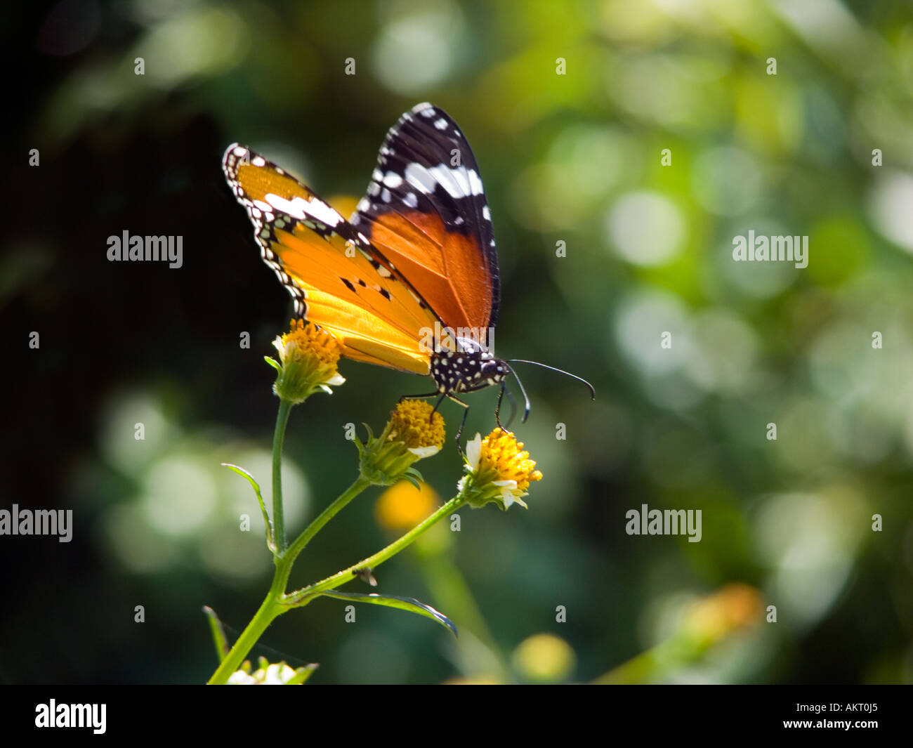 Himalayan butterfly hi-res stock photography and images - Alamy