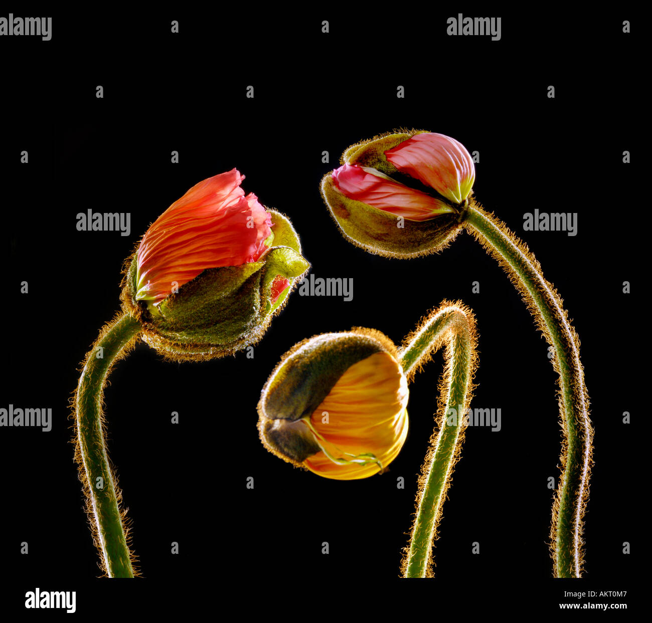 big great huge poppi flower capsule sagger sleep poppy paper paperis ...