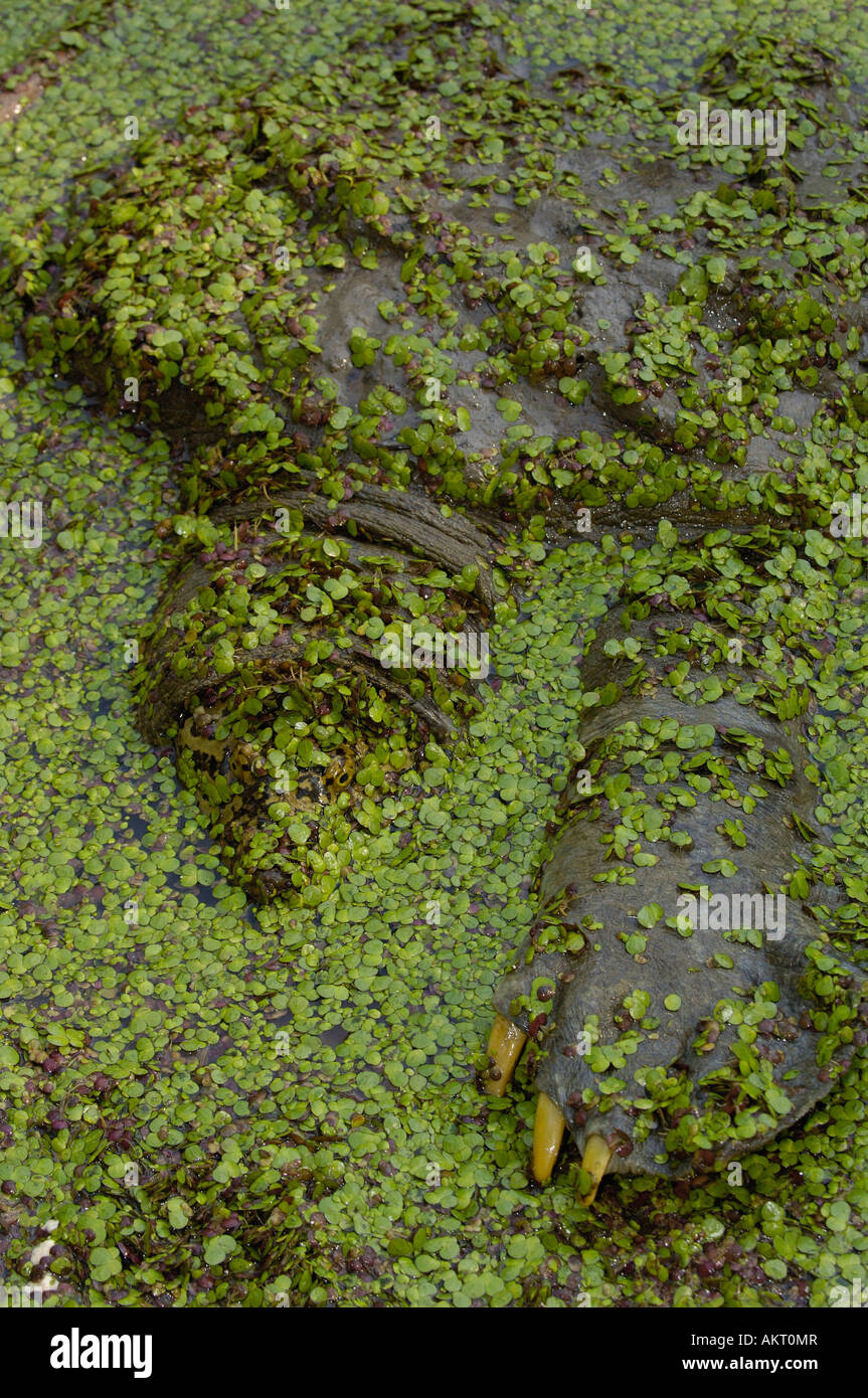 Indian Softshell turtle covered with pond weed. Bharatpur National Park ...