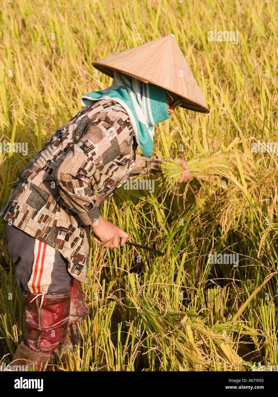 rice harvester, Vietnam Stock Photo - Alamy