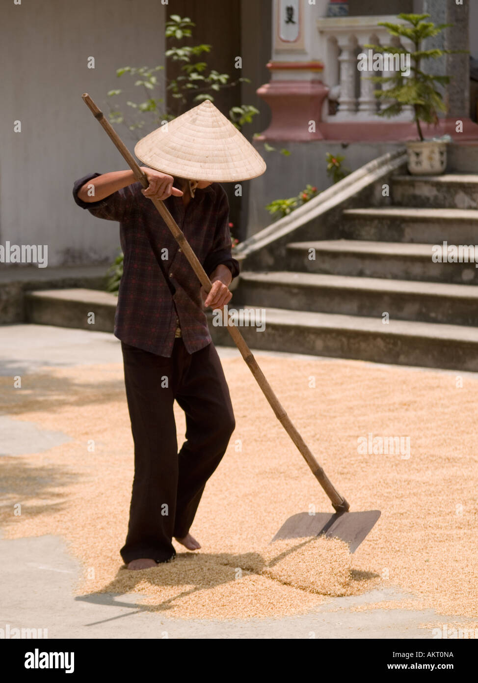 the rice sweeper Stock Photo - Alamy