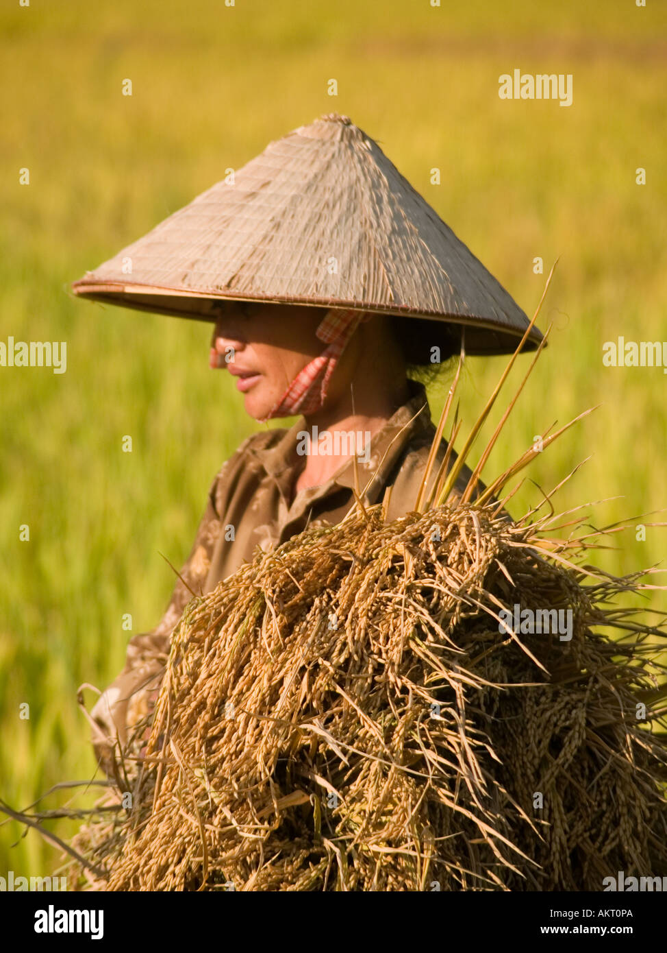 Rice harvester, Vietnam Stock Photo - Alamy