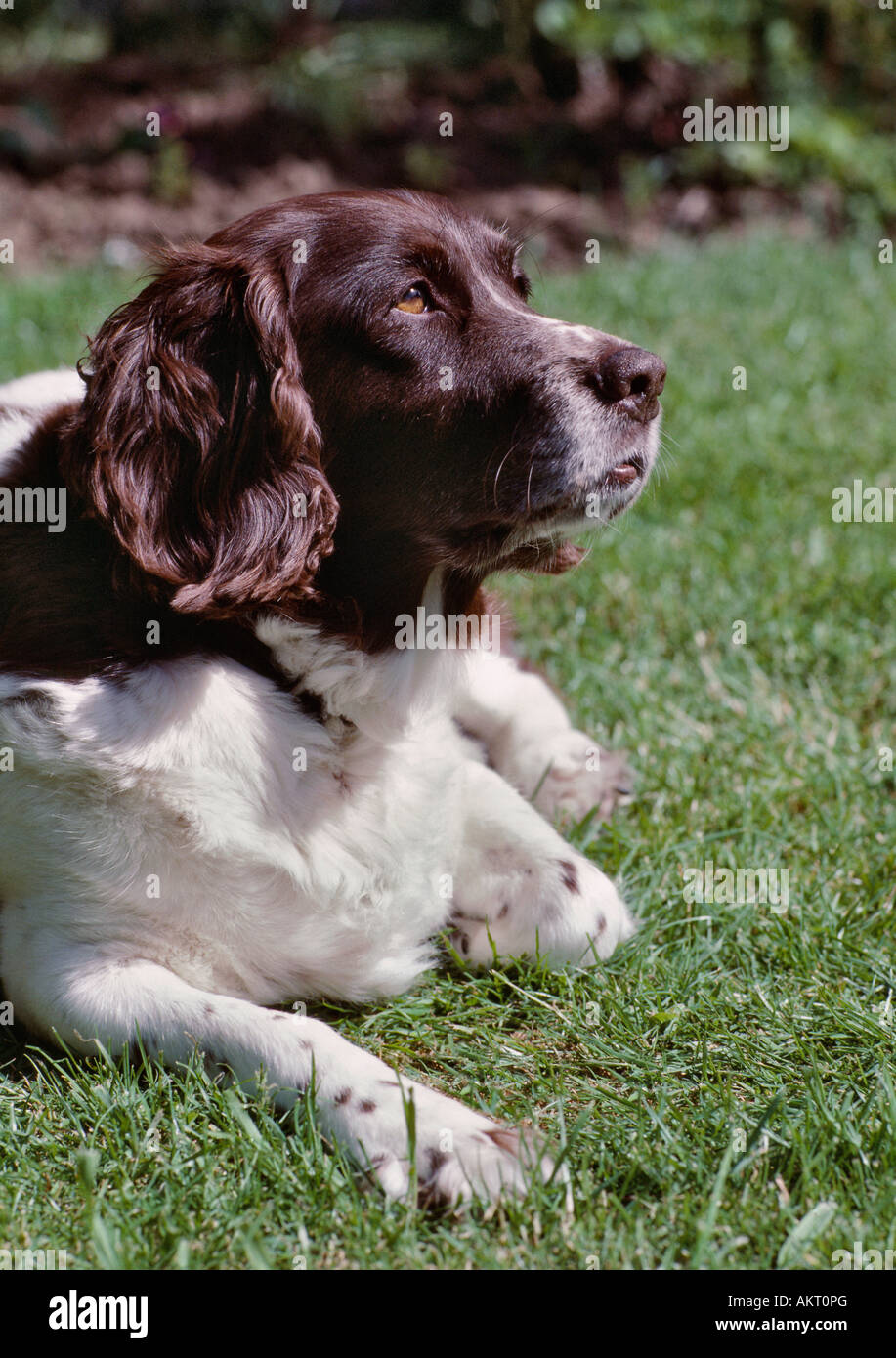 ENGLISH SPRINGER SPANIEL DOG ON GRASS IN GARDEN Stock Photo - Alamy