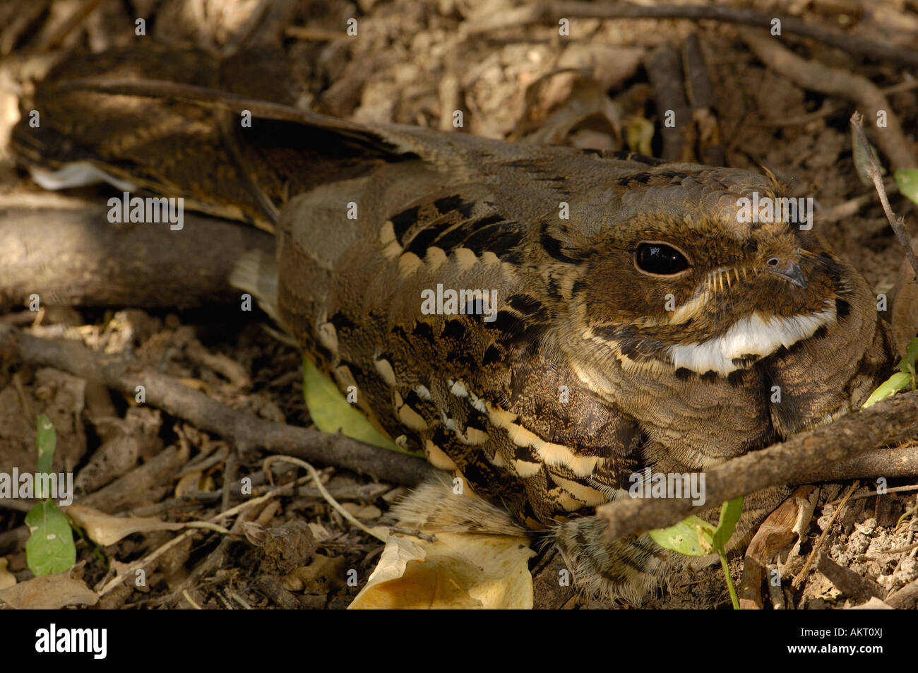 Large-tailed nightjar (Caprimulgus macrurus). Bharatpur National Park ...