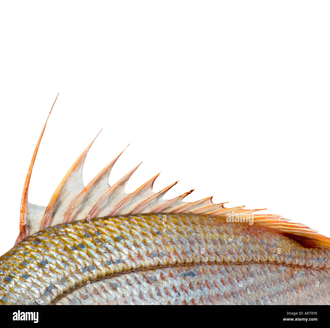 fresh Dorade dorad food fish rose red yellow open mouth teeth SPARUS ...