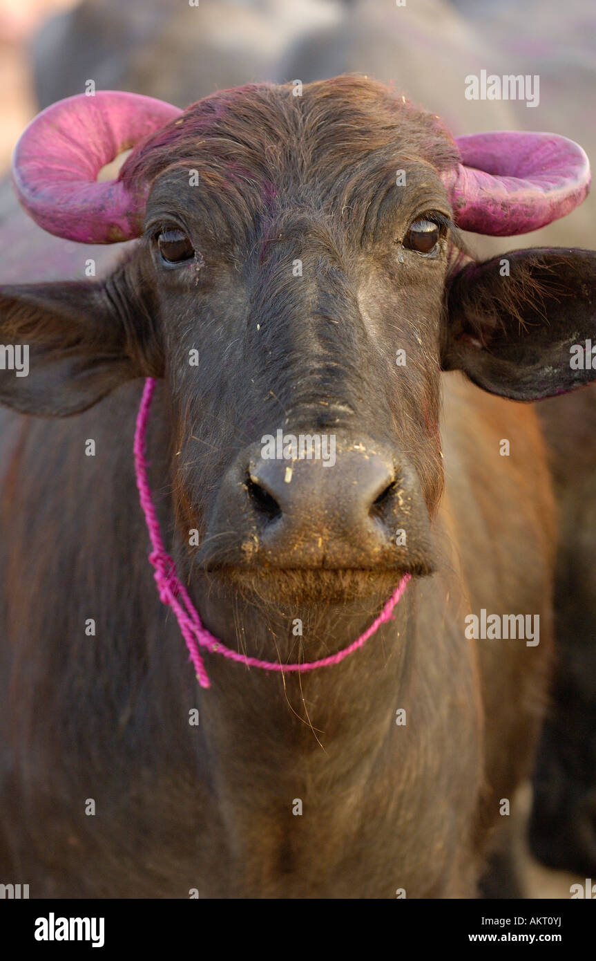 Water buffalo decorated for Diwali festival. This is the most important ...