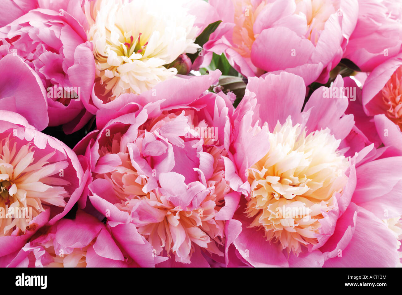 Bunch of peonies (Paeonia), close-up Stock Photo - Alamy