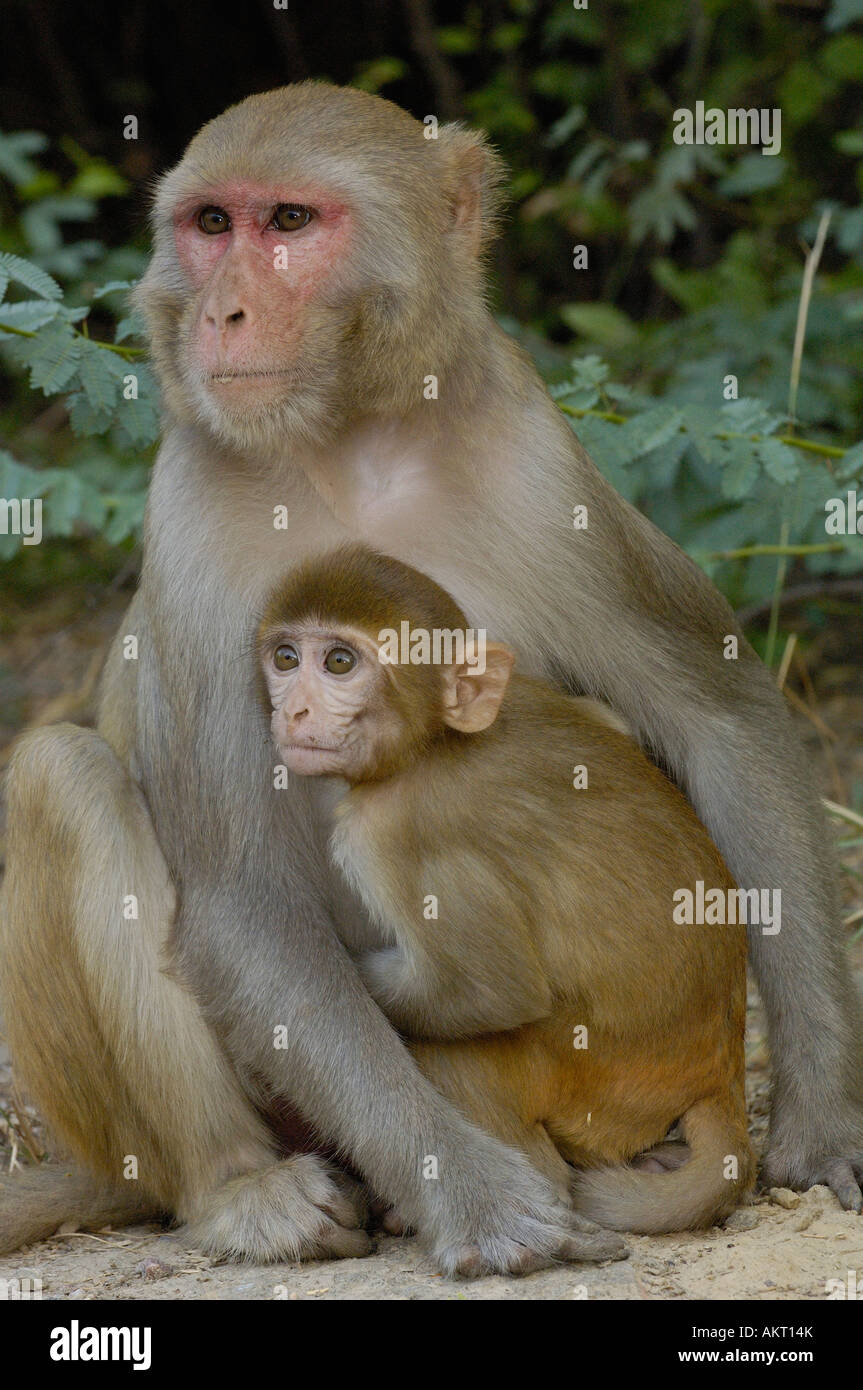Rhesus macaques food hi-res stock photography and images - Alamy