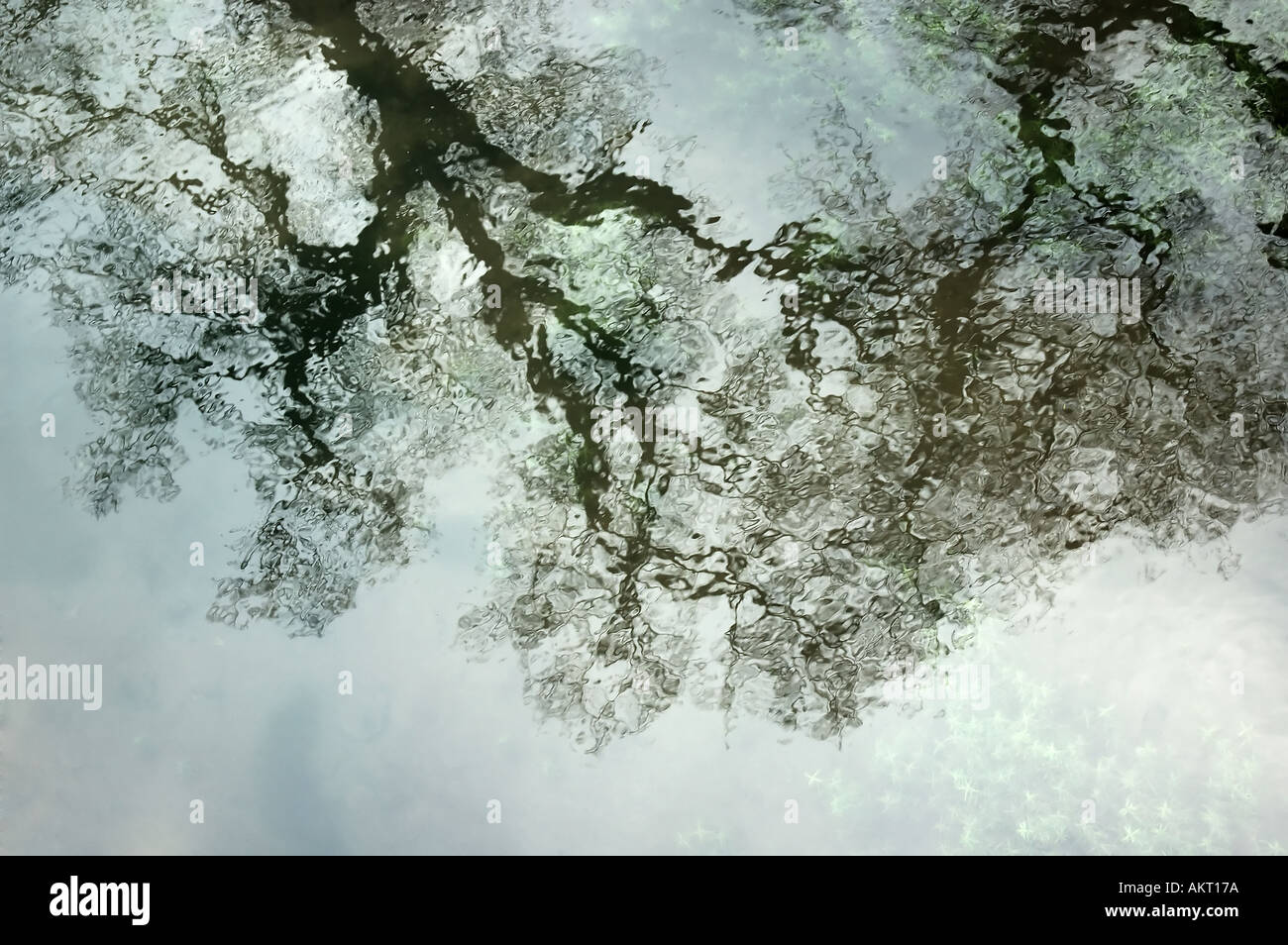 Abstract formed by reflection of a large leafless tree in pond water ...