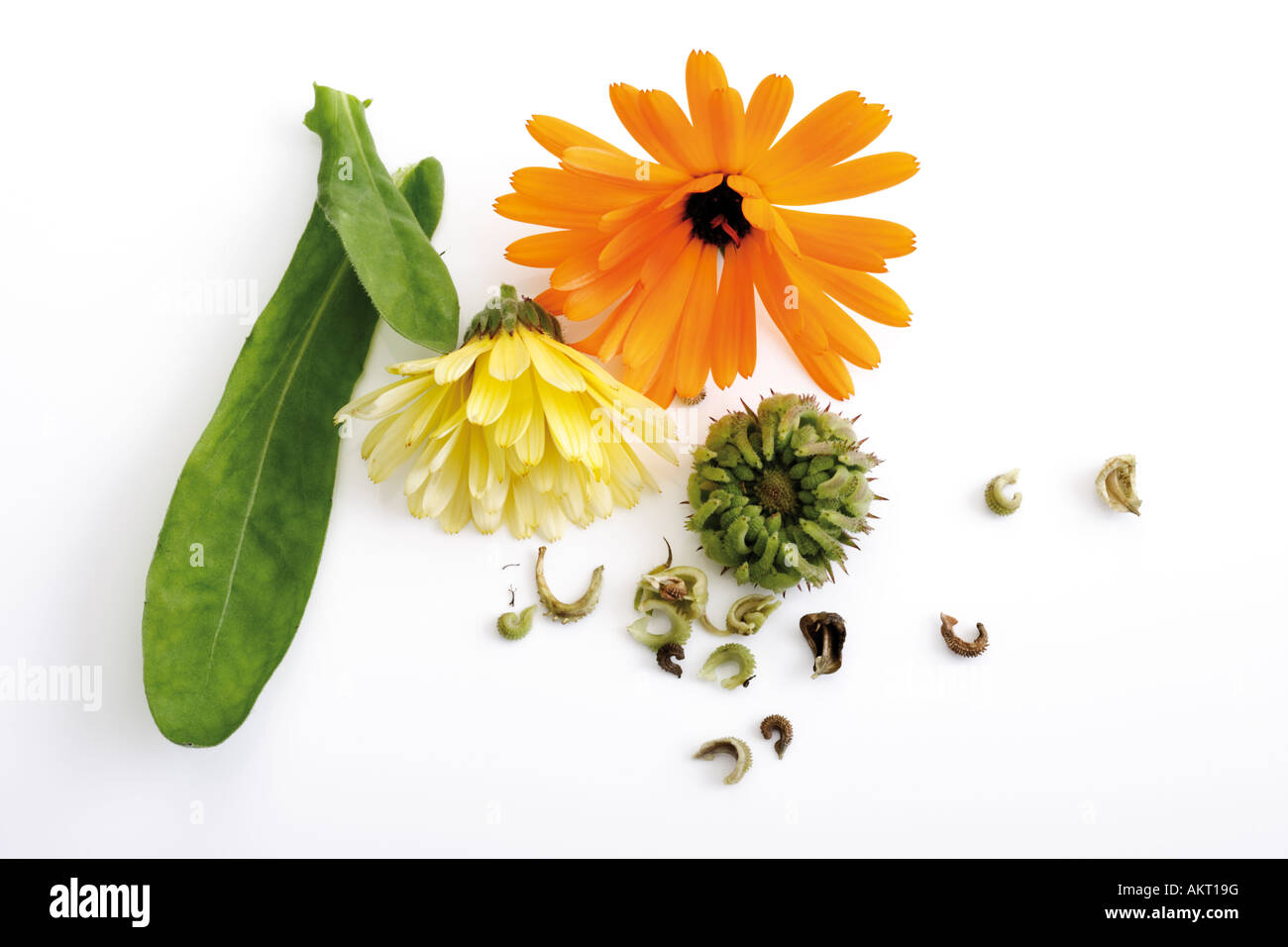 Calendula seed hi-res stock photography and images - Alamy