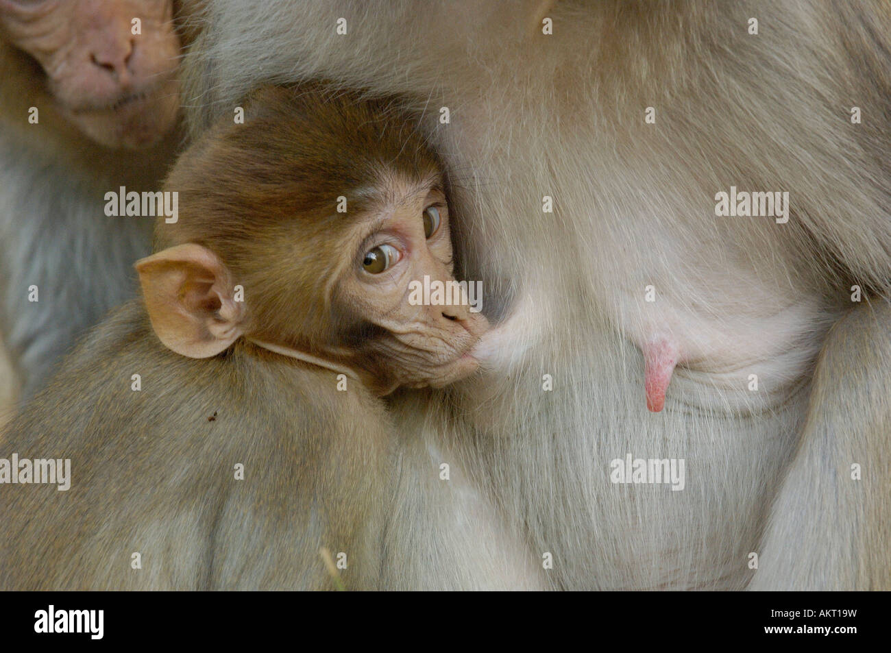 Rhesus Macaques (Macaca mulatta) mother & baby in Bharatpur National Park or Keoladeo Ghana ...
