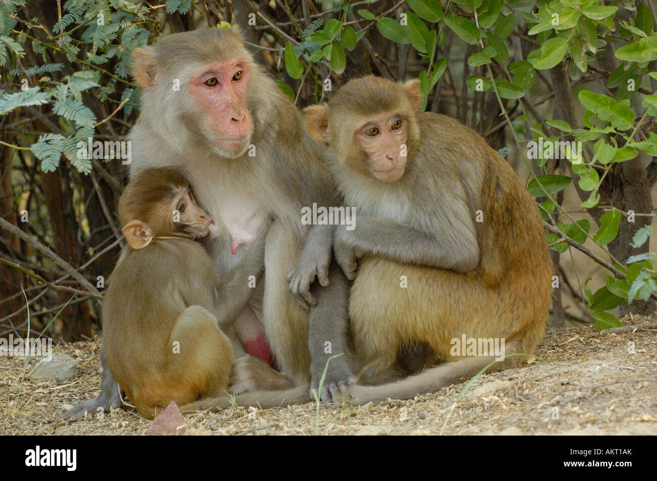 Rhesus Macaques (Macaca mulatta) mother & baby in Bharatpur National Park or Keoladeo Ghana ...