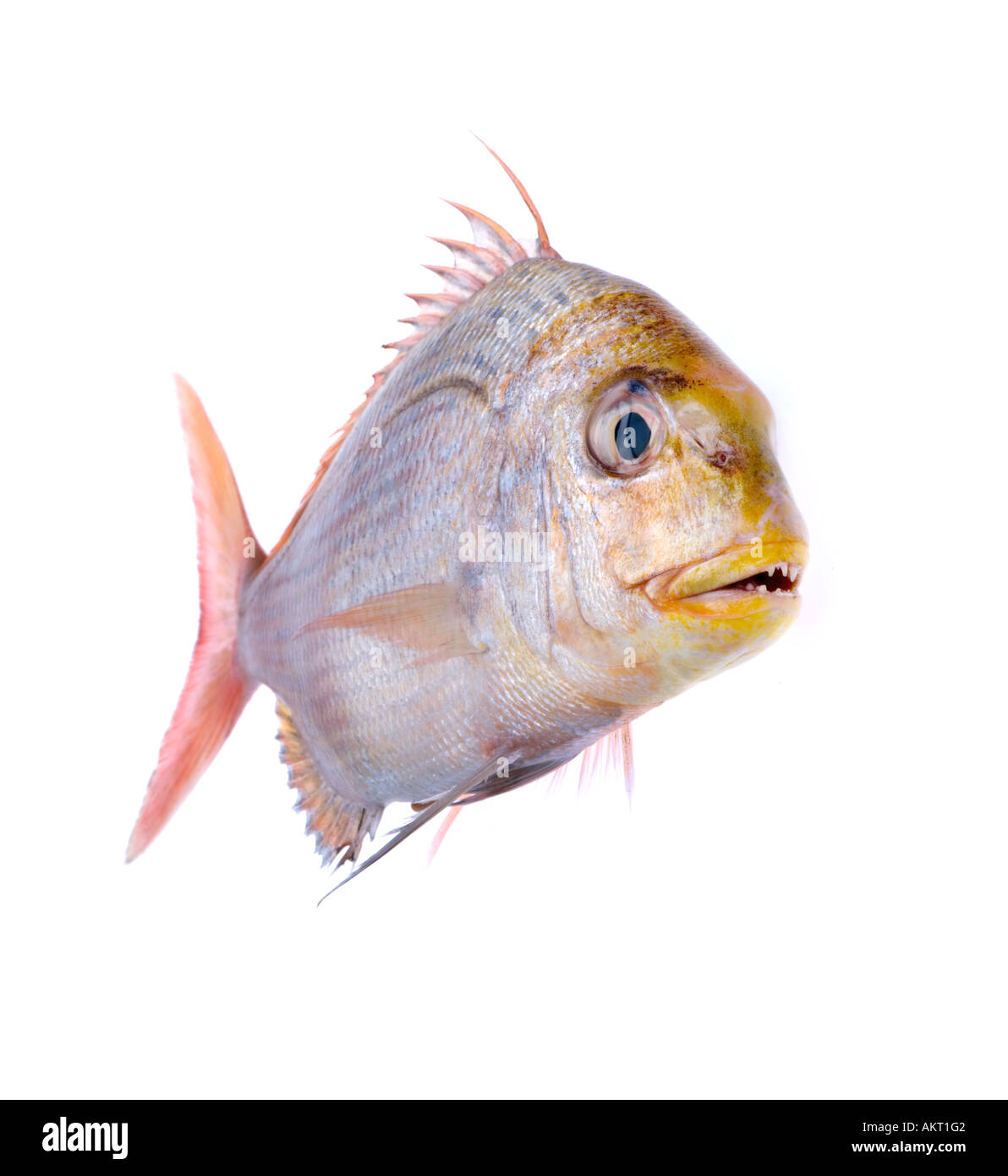 Se bream Cut Out Stock Images & Pictures - Alamy