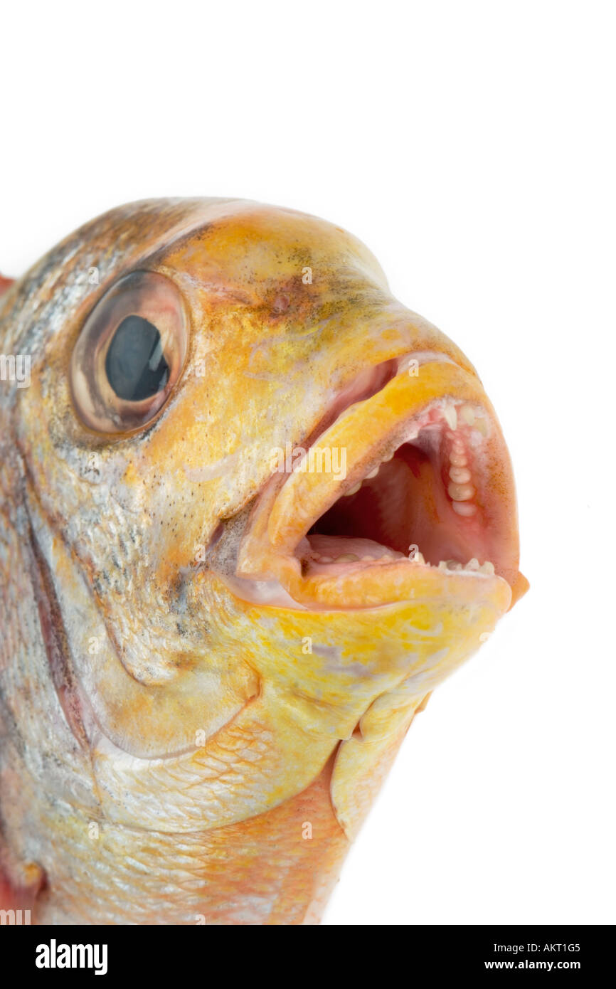 very fresh Dorade dorad food fish rose red yellow open mouth teeth ...