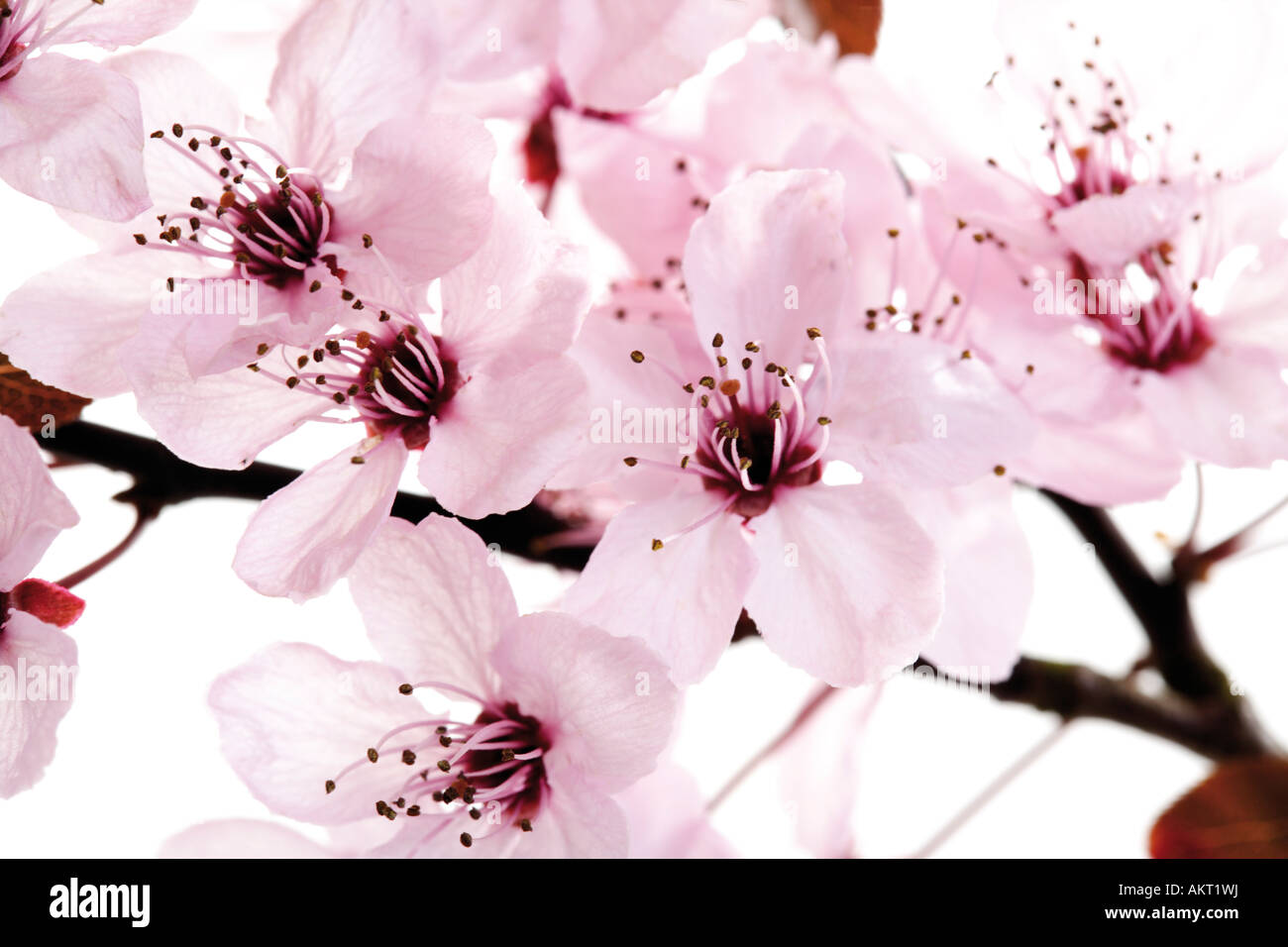 Cherry plum blossoming close hi-res stock photography and images - Alamy
