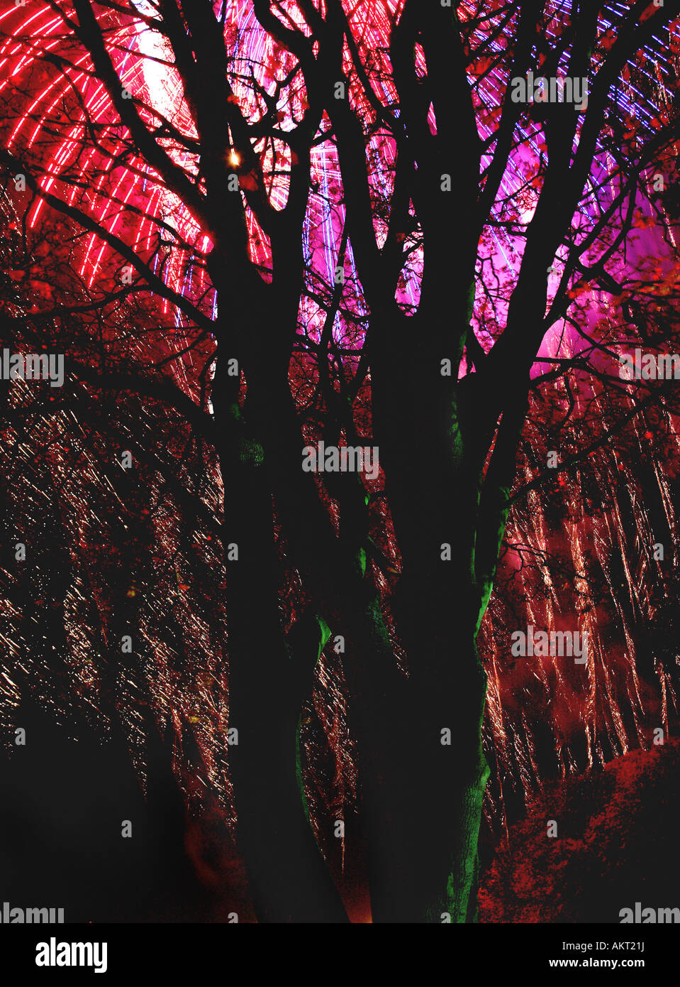 Fireworks Dundee Lochee park fireworks looking through trees Stock ...