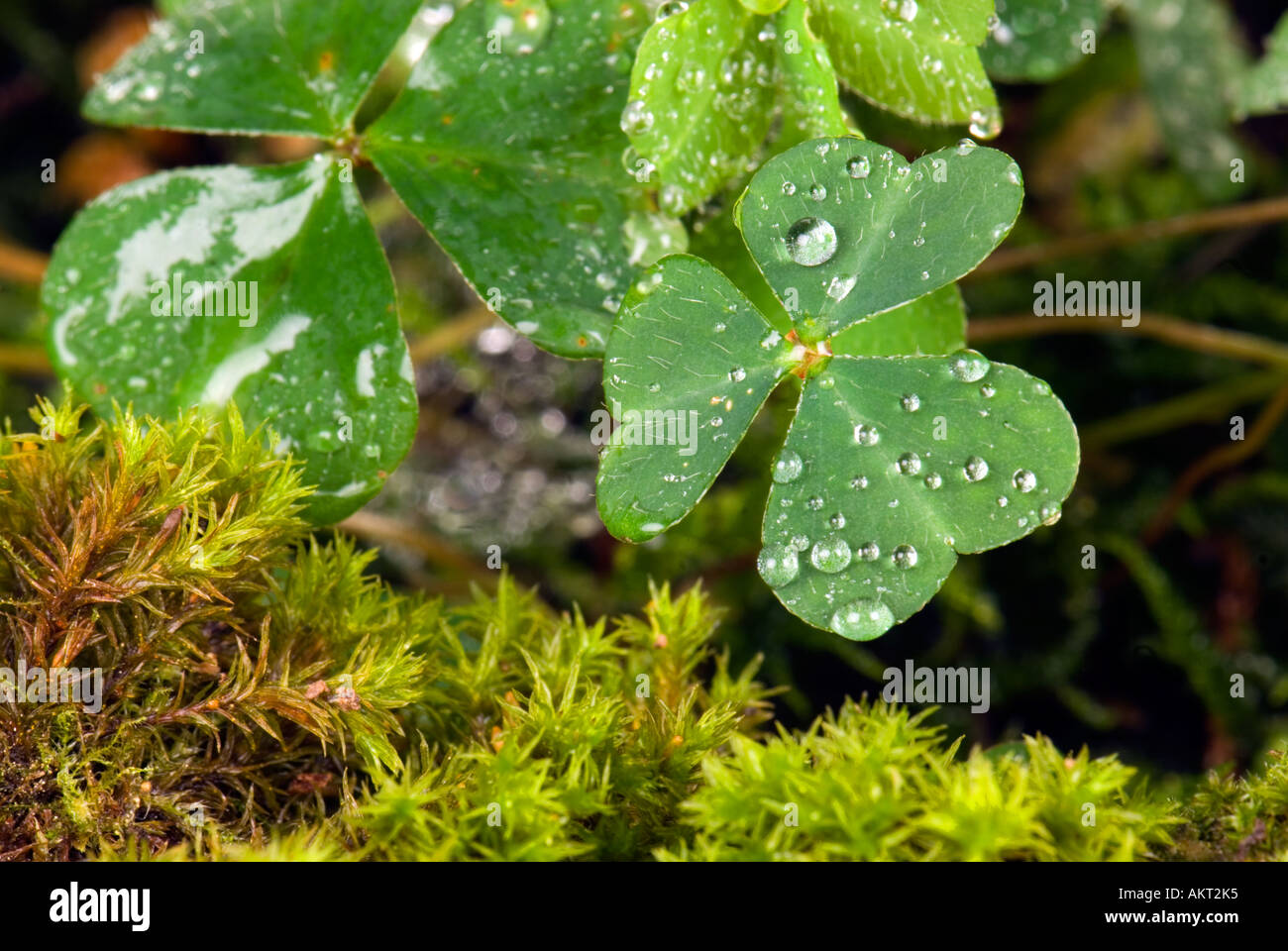 clover shamrock FOREST GROUND natural ground in-situ soil forest woods ...