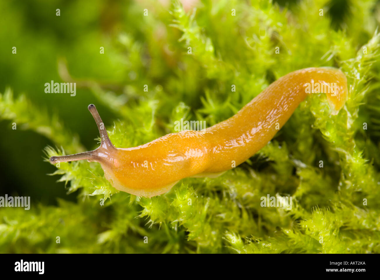 Wet mucus trail hi-res stock photography and images - Alamy