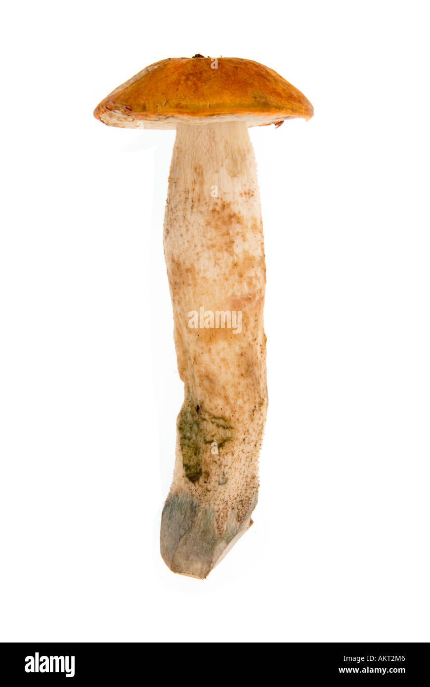 1 one MUSHROOM fungus fungi Boletus badius Basidiomycetes ...