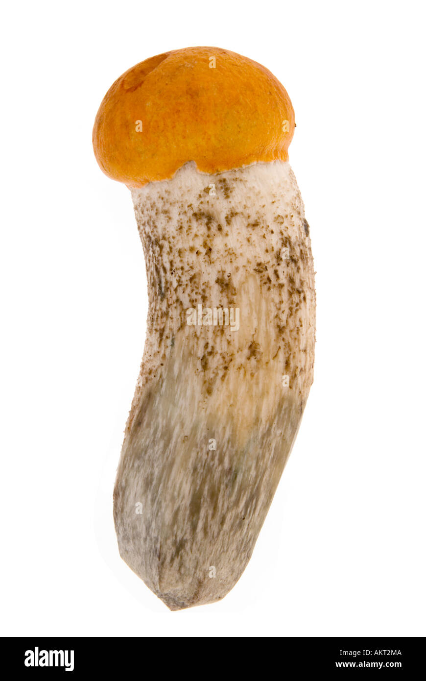 Queen bolete hi-res stock photography and images - Alamy