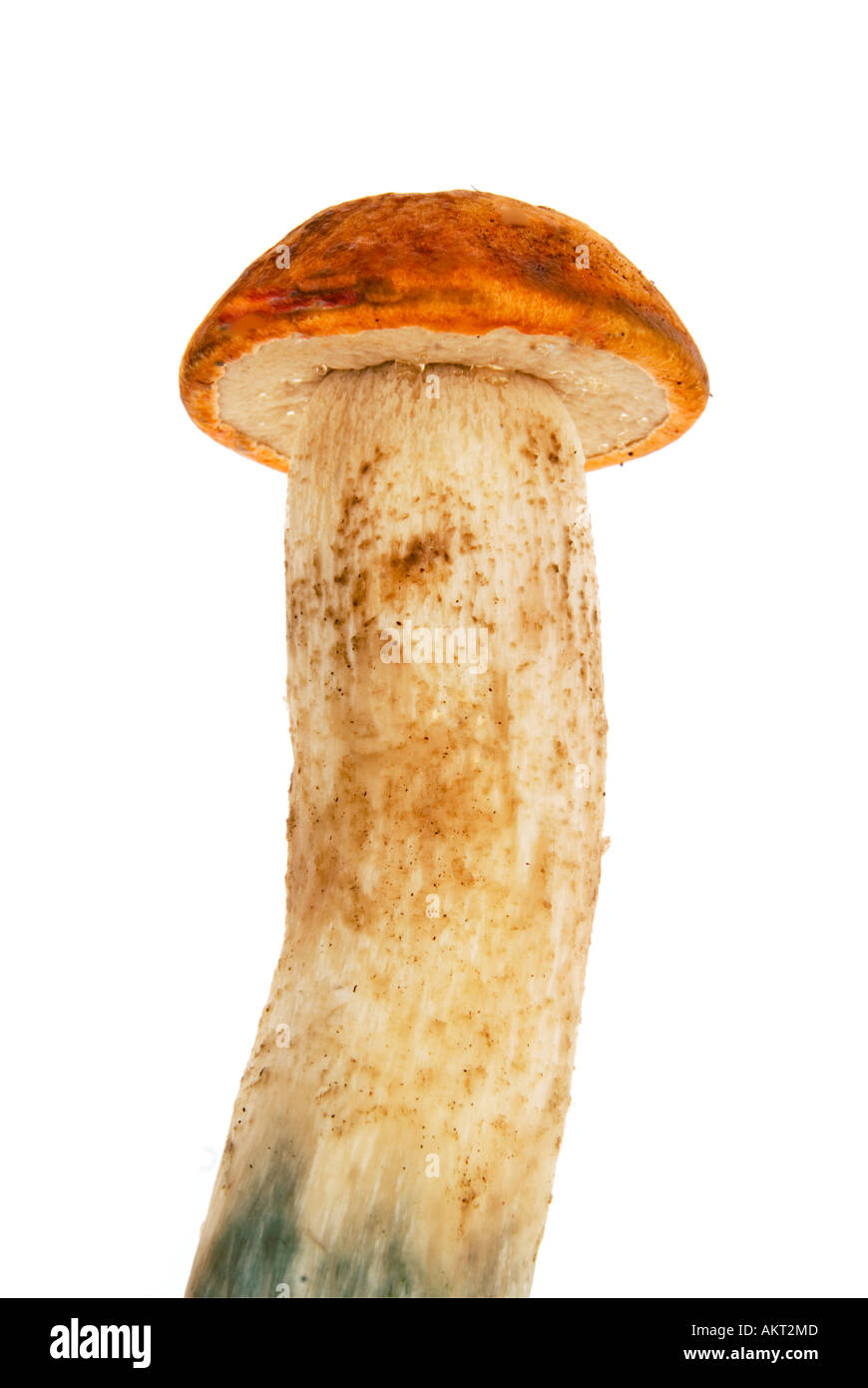 1 one MUSHROOM fungus fungi Boletus badius Basidiomycetes ...