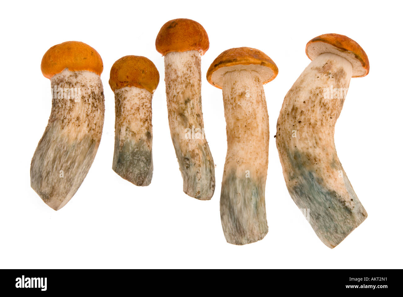 MUSHROOM fungus fungi Boletus badius Basidiomycetes Agaricomycetidae ...