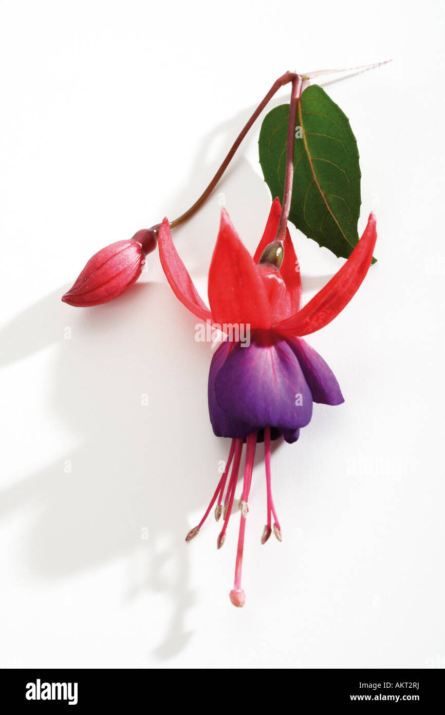 Fuchsias cut out hi-res stock photography and images - Alamy
