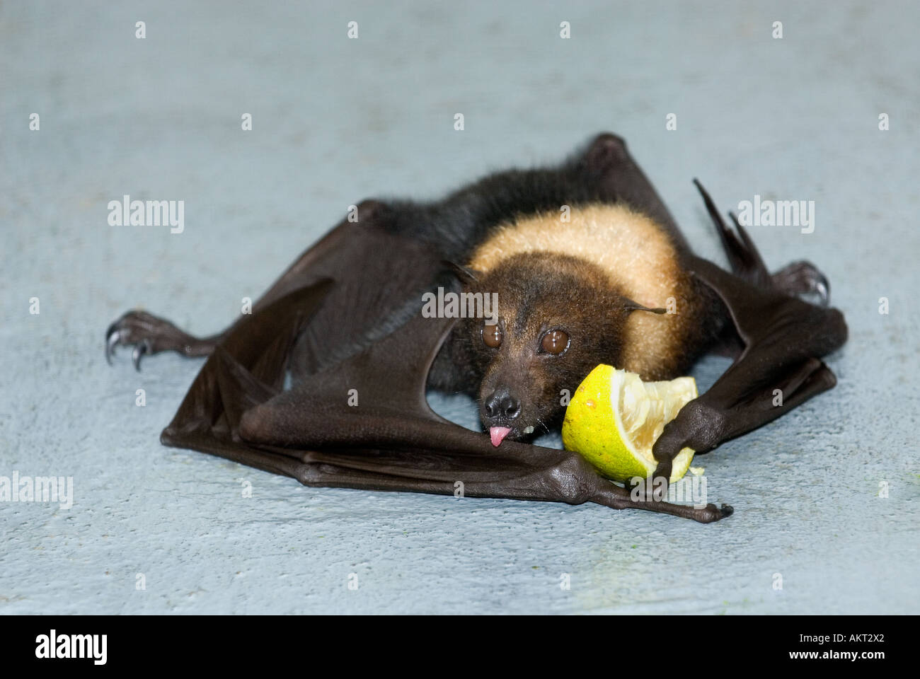Australian Flying Fox Eaten By Snake