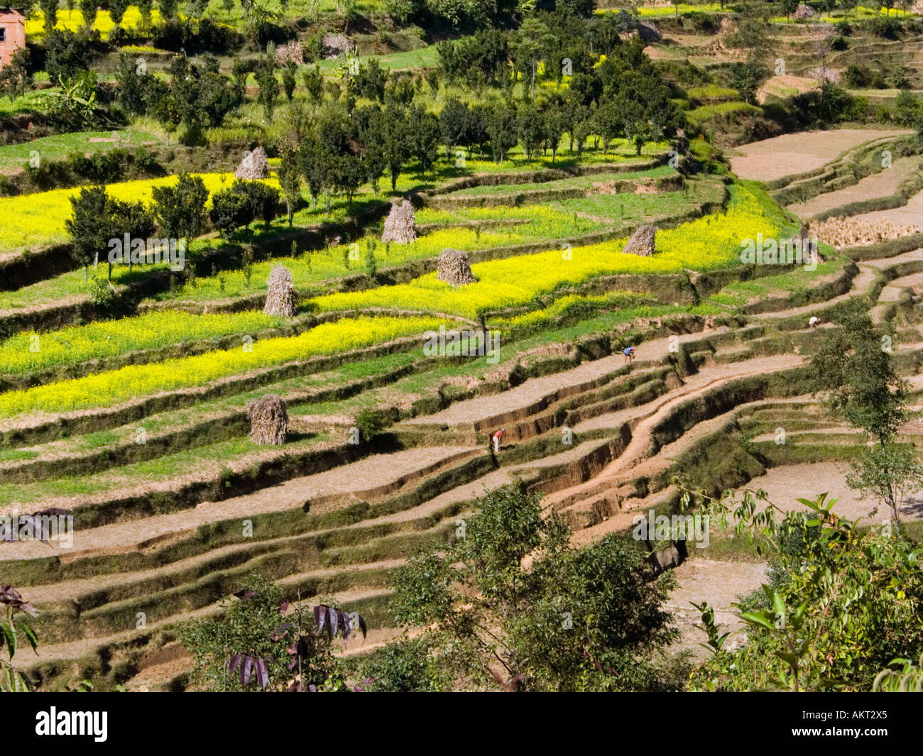 terrace field Plateau Himalaya Himalayan landscape hill valley mountain ...