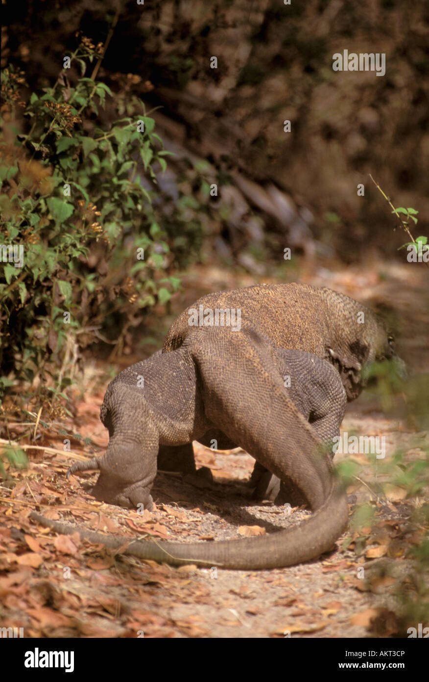 Asia, Indonesia, Rinca. Komodo Dragon (Veranus komodoensis Stock Photo ...